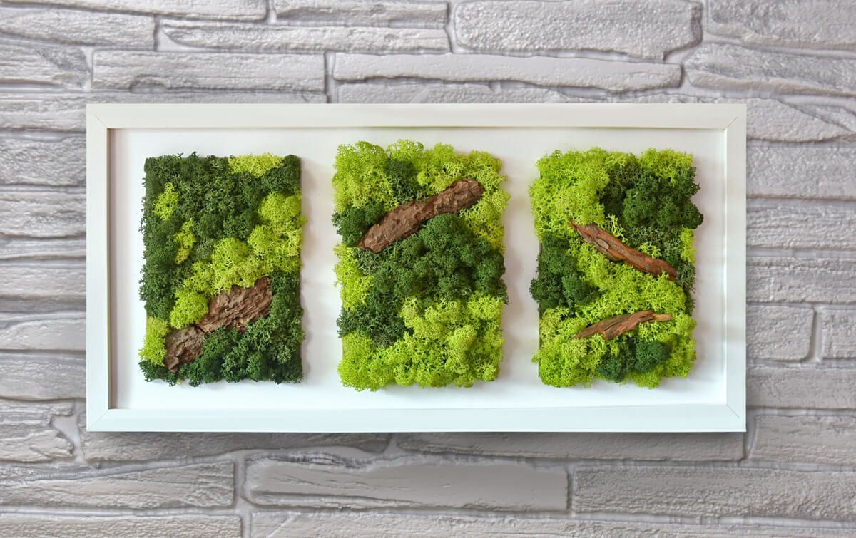 Jak zrobić obraz z mchu? Poradnik krok po kroku - Domy Gdynia